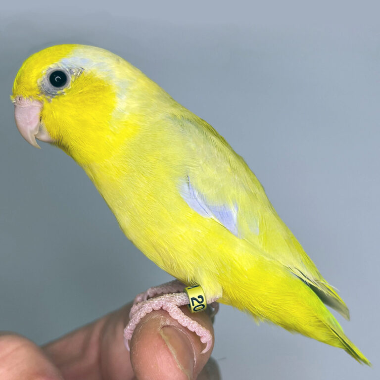 Parrotlet colours - Aussie Parrotlets